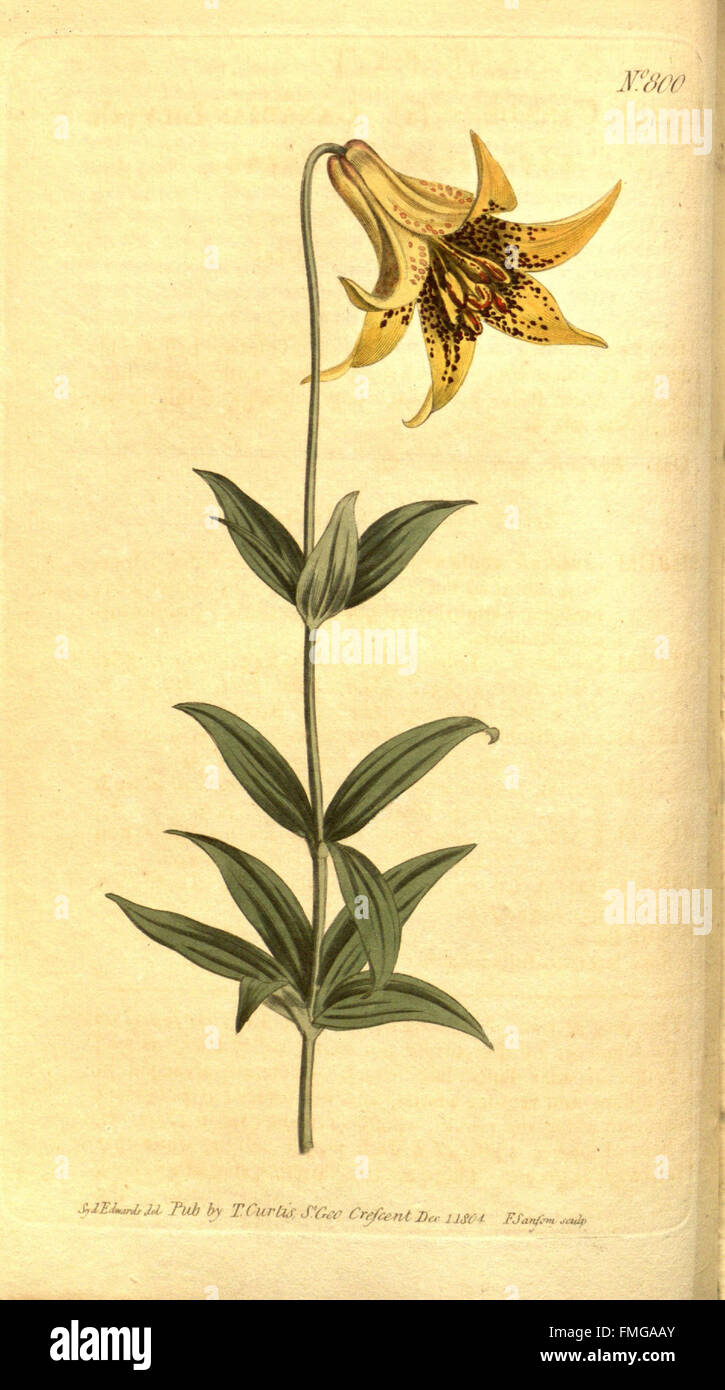 Features detailed botanical drawings highlighting hi-res stock ...