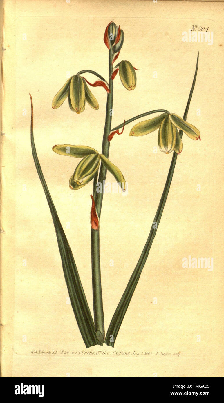 An illustration from Curtis's Botanical Magazine, No. 804, showcasing ...