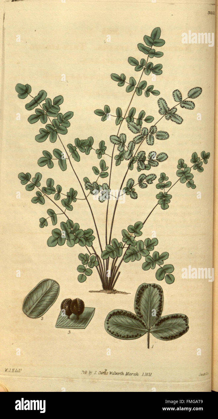 Curtis’s botanical magazine cover hi-res stock photography and images ...