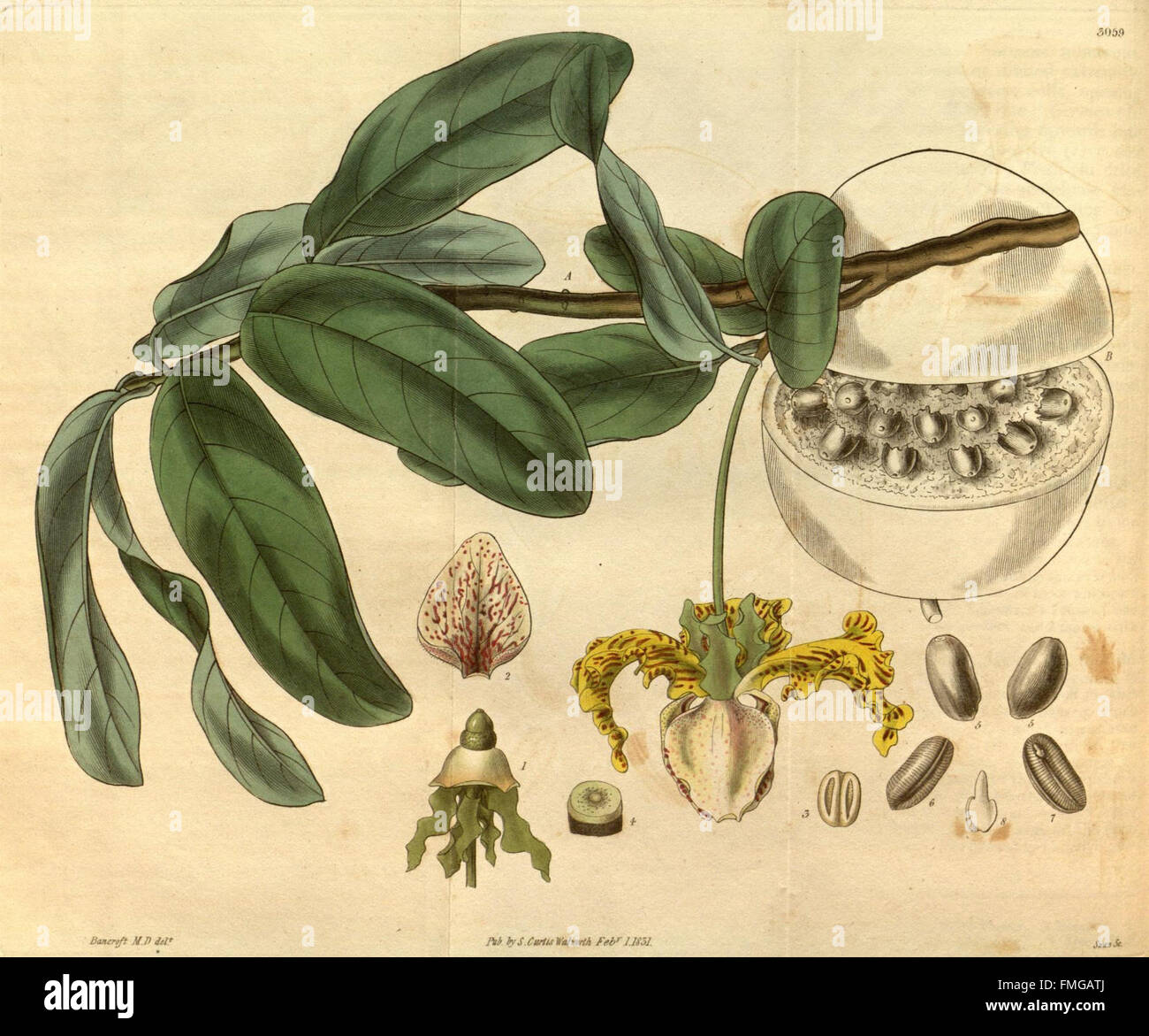 Plate 3059 from *Curtis's Botanical Magazine* showcases a variety of ...