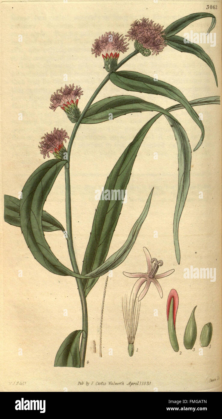 Plate 3062 from 'Curtis's Botanical Magazine' features detailed ...