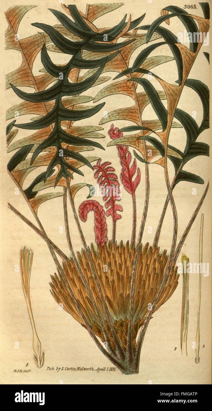 This plate from *Curtis’s Botanical Magazine* showcases a variety of ...