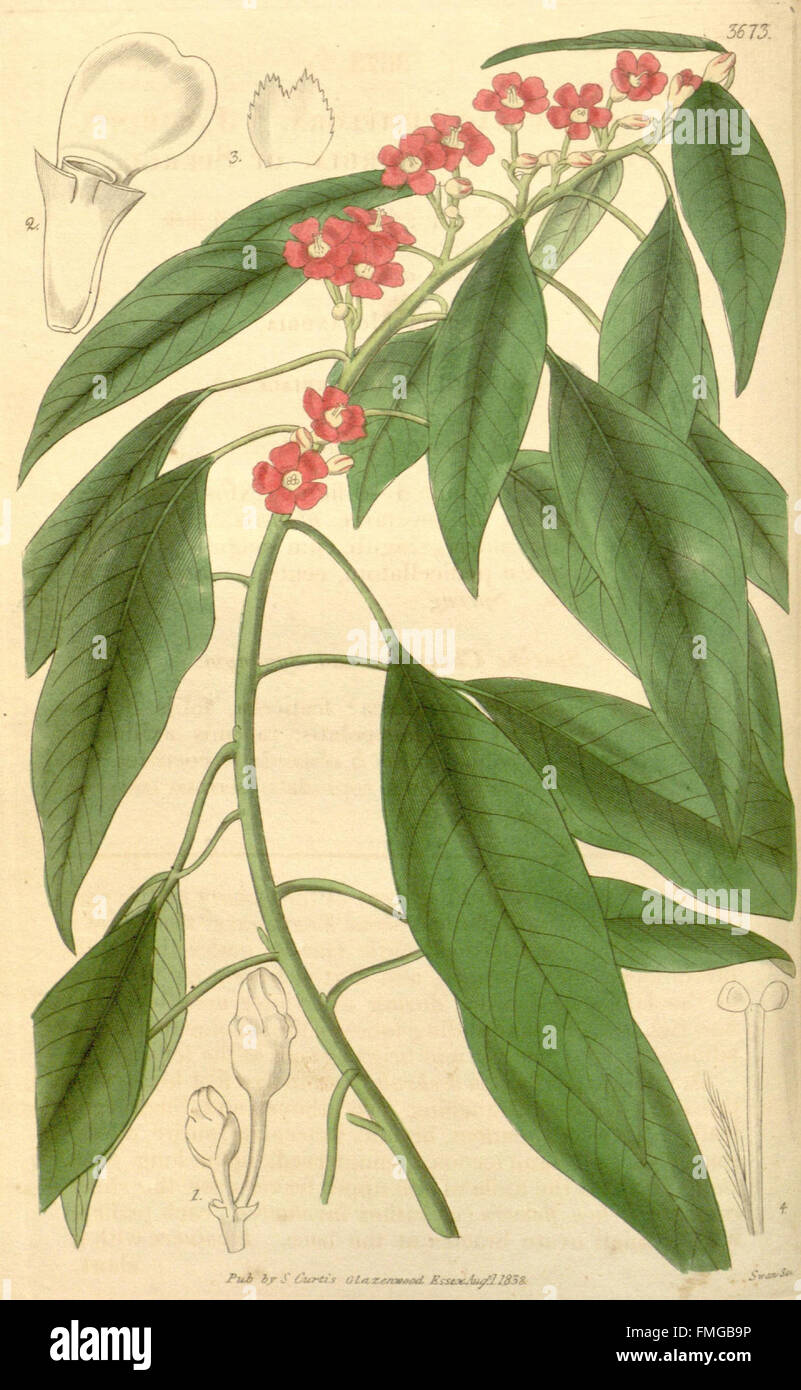 Plate 3673 from 'Curtis’s Botanical Magazine' features a detailed ...