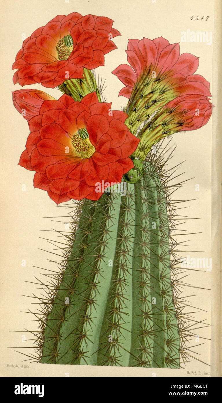 Tab. 4417 from 'Curtis's Botanical Magazine' showcases a newly ...