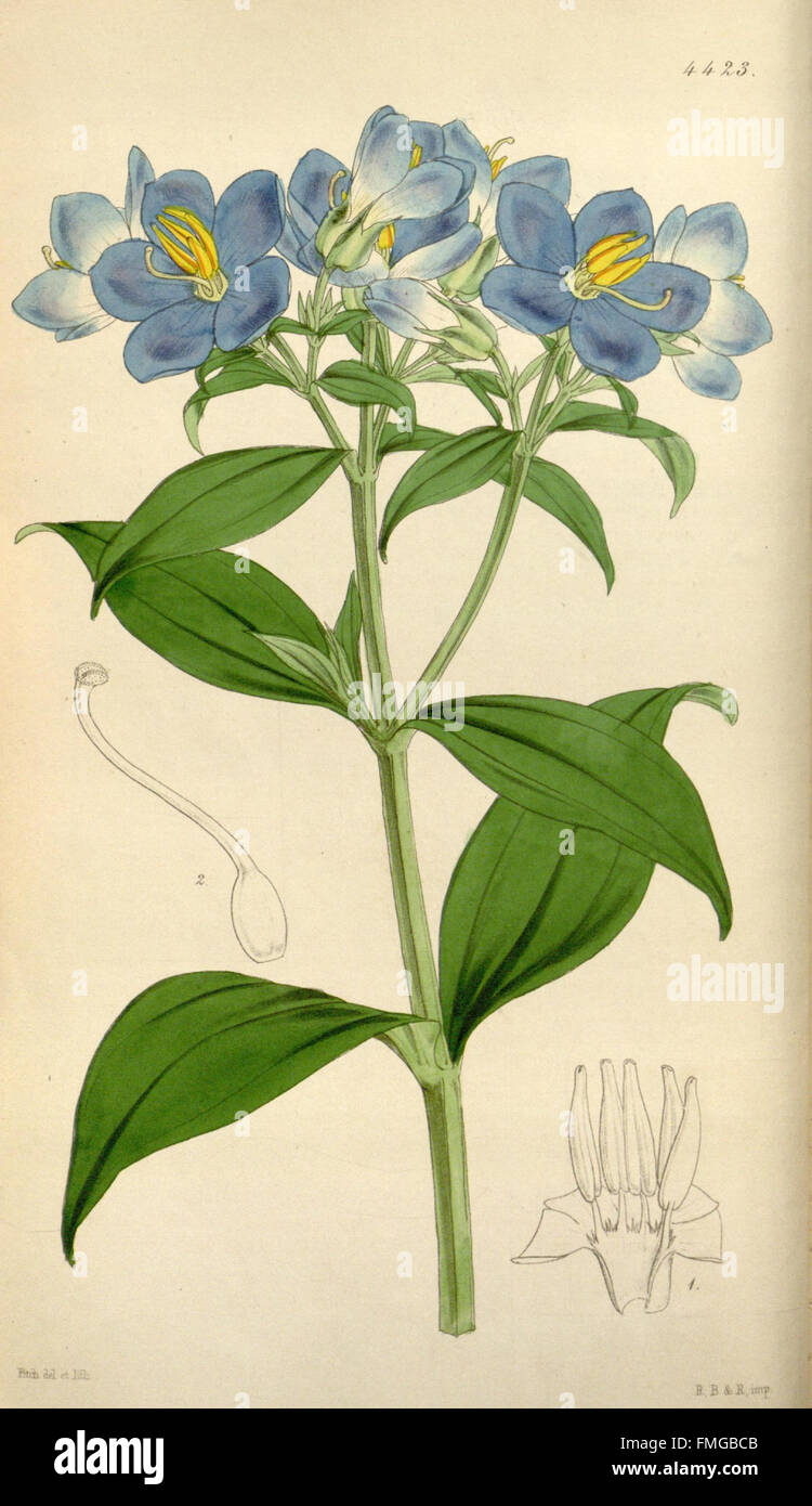 Tab. 4423 of 'Curtis's Botanical Magazine' presents detailed ...