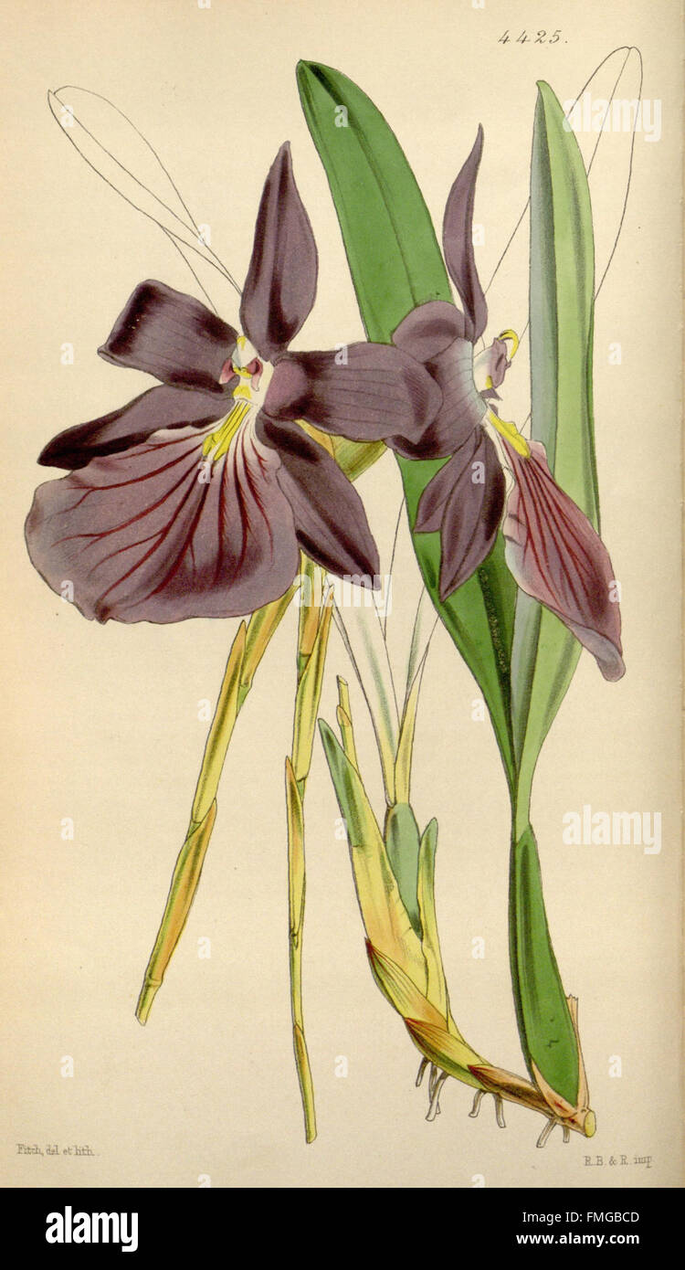 'Curtis's Botanical Magazine' (Tab. 4425) features a variety of ...