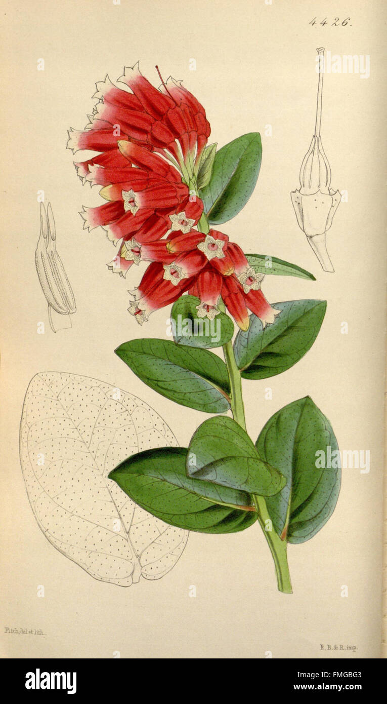 An illustration from 'Curtis's Botanical Magazine' (Tab. 4426 ...