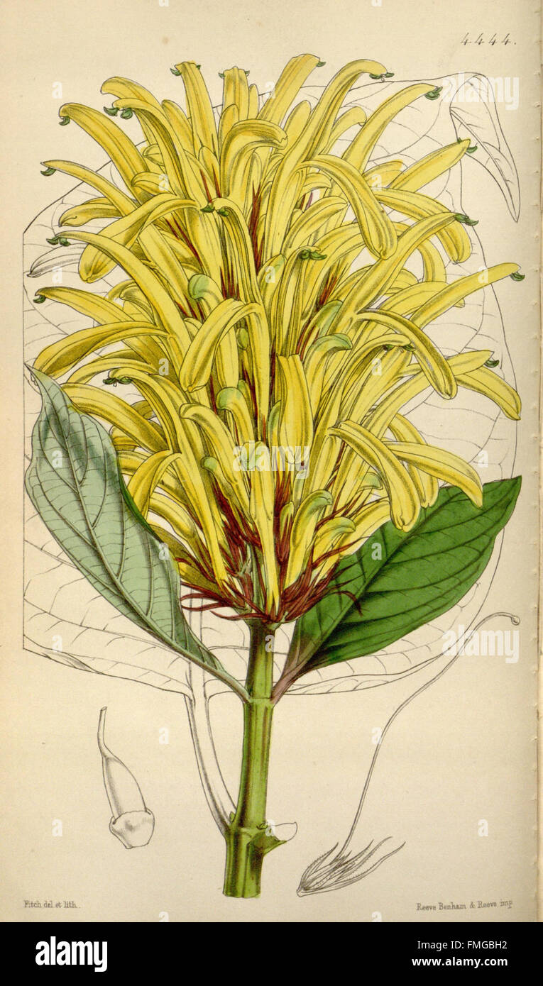 Tab. 4444 from Curtis's Botanical Magazine presents a detailed ...