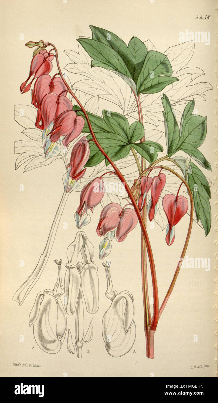 Tab. 4458 of *Curtis's Botanical Magazine* illustrates a range of plant ...