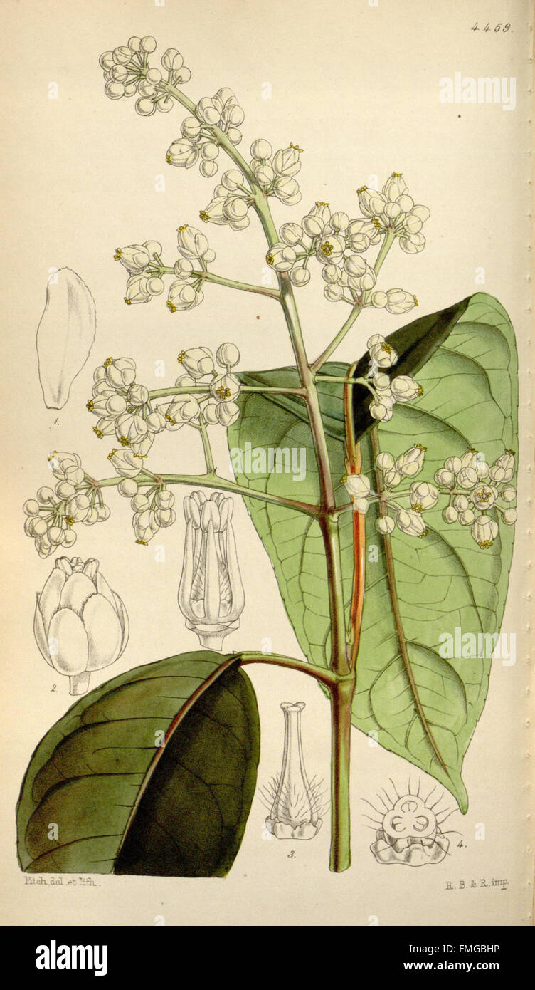 Tab. 4459 from Curtis's Botanical Magazine features a detailed ...