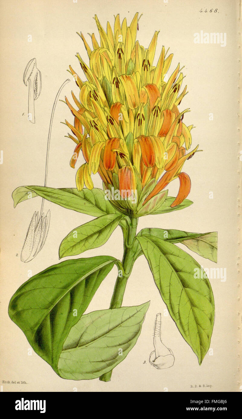Tab. 4468 from 'Curtis's Botanical Magazine' presents botanical ...
