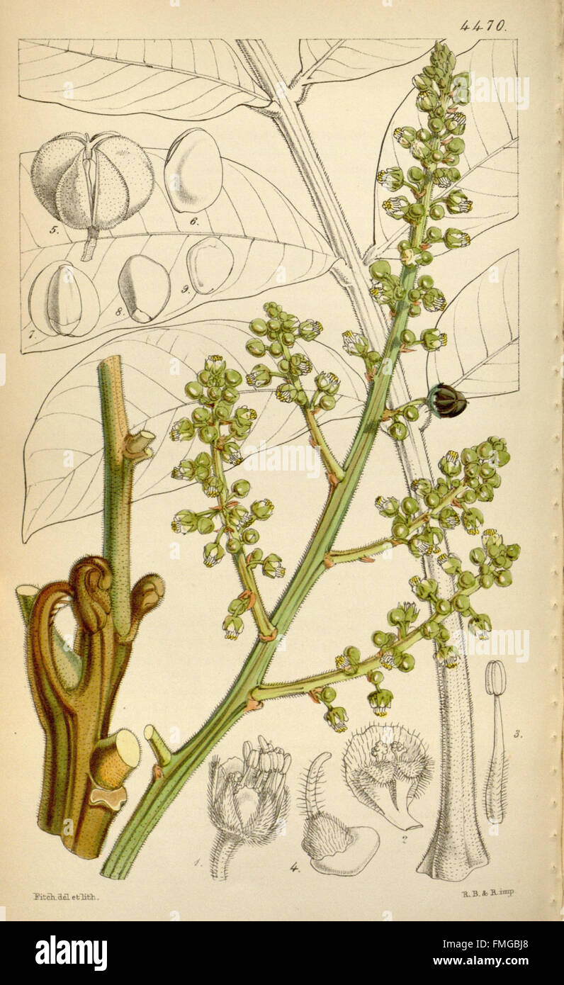 Curtis's Botanical Magazine (Tab. 4470) features botanical ...