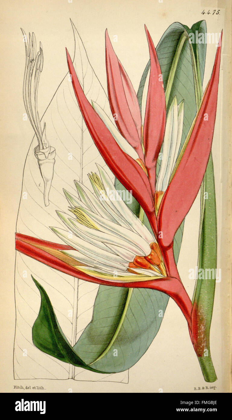 Tab. 4475 from Curtis's Botanical Magazine features detailed botanical ...