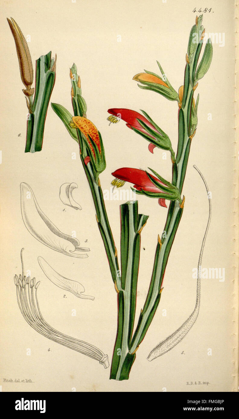 Curtis's Botanical Magazine (Tab. 4481) presents an illustration of a ...