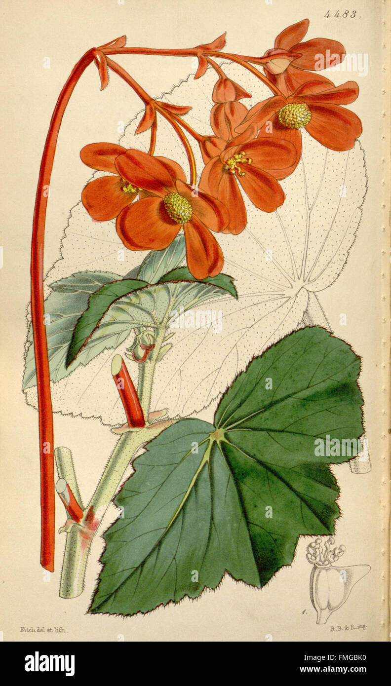 Curtis's Botanical Magazine, Tab. 4483, features an illustration of ...