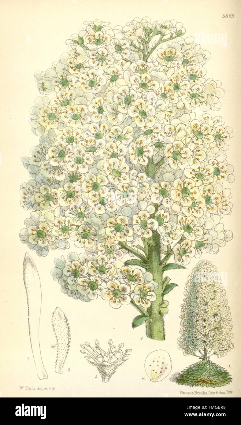 Tab. 5889 from Curtis's Botanical Magazine showcases a range of ...