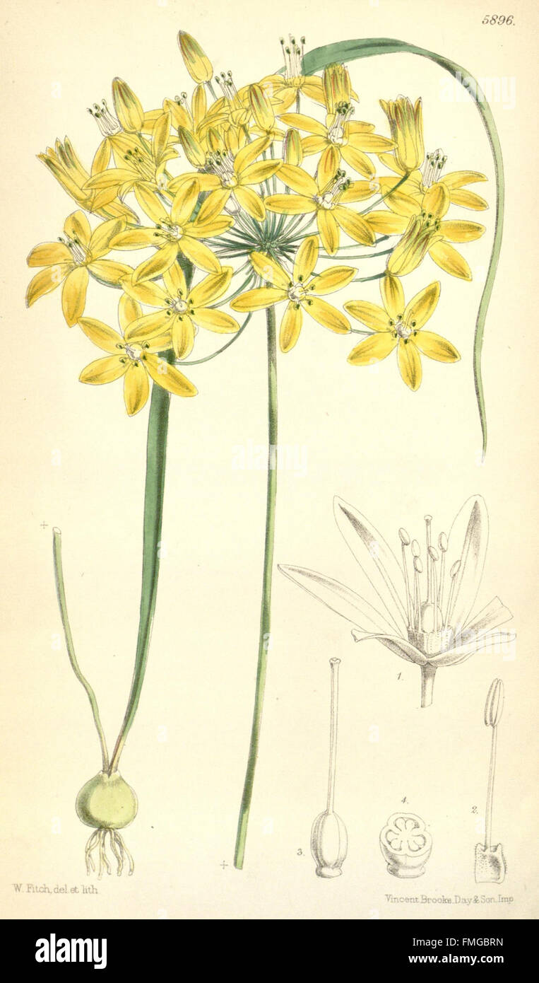 Curtis's Botanical Magazine, Tab. 5896, showcases a variety of plant ...