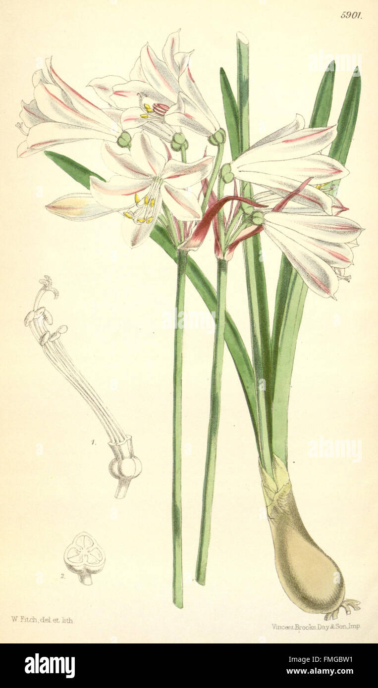 Curtis's Botanical Magazine, illustrated in Tab. 5901, features an ...