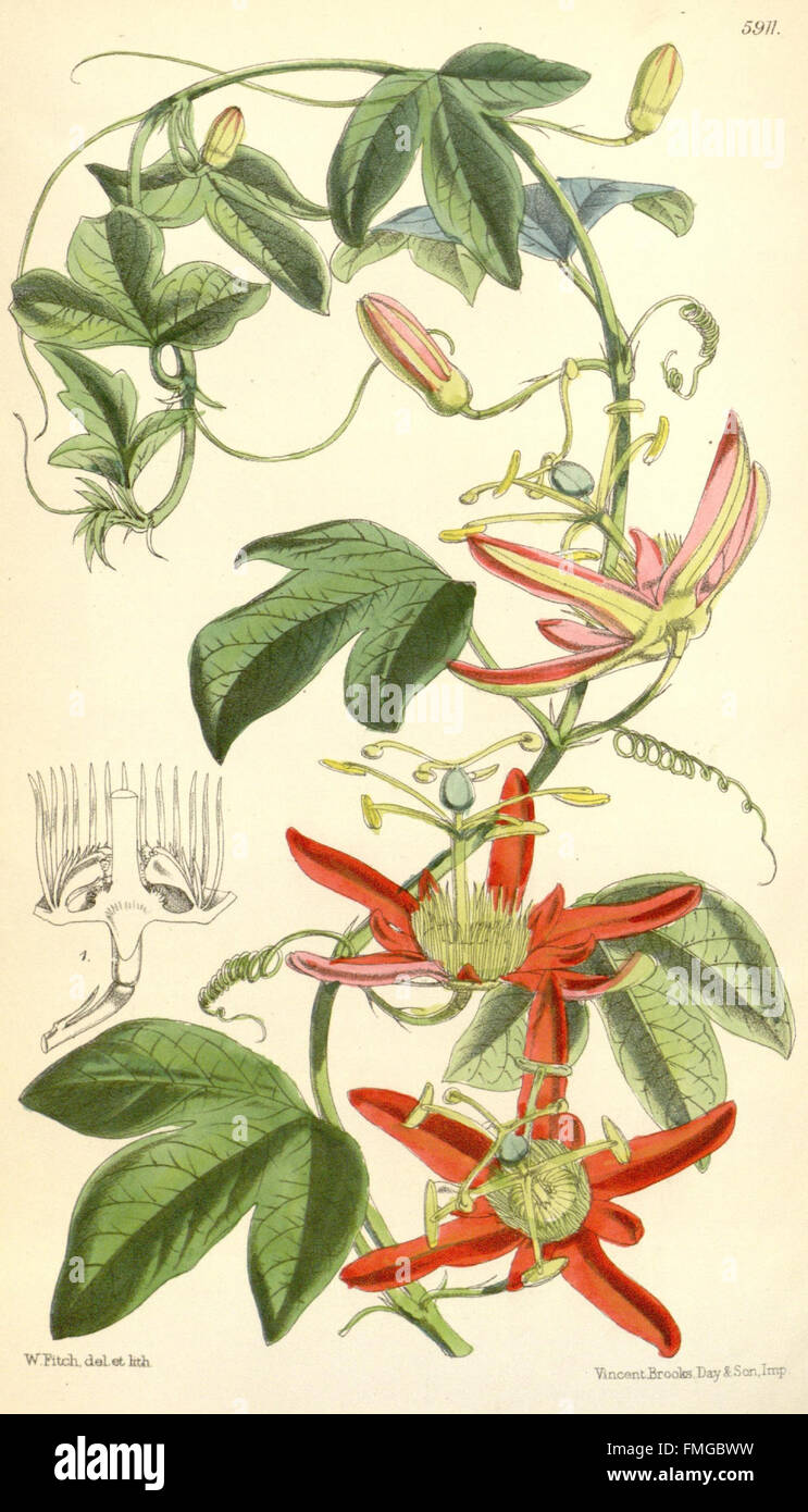 Tab. 5911 from 'Curtis's Botanical Magazine' features a detailed ...