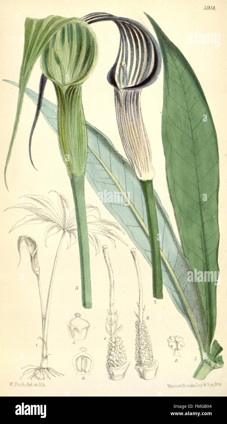 'Curtis's Botanical Magazine' (Tab. 5914) features detailed botanical ...