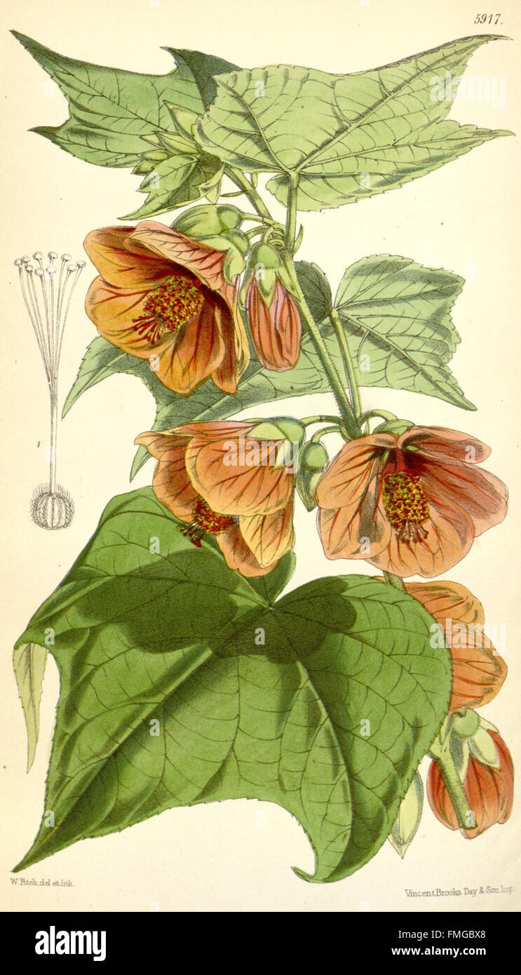 Tab. 5917 from *Curtis's Botanical Magazine* showcases a detailed ...