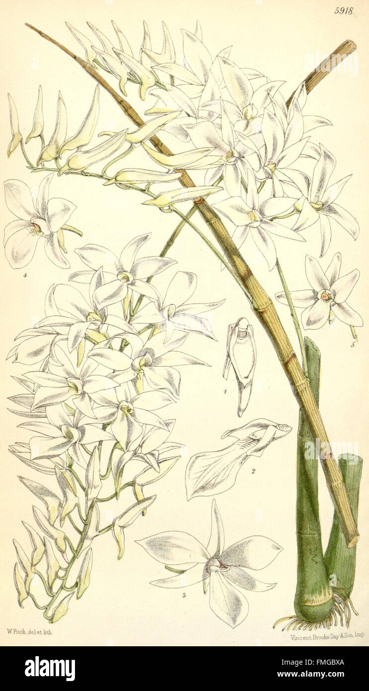 Tab. 5918 from 'Curtis’s Botanical Magazine' presents an illustration ...
