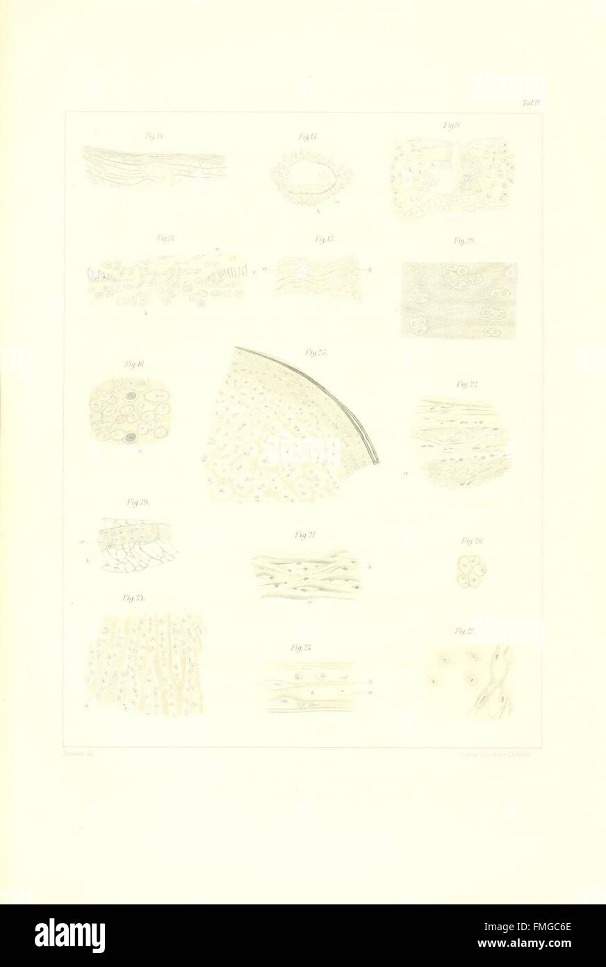 Plate II from 'Das natürliche System der Elasmobranchier' illustrates ...