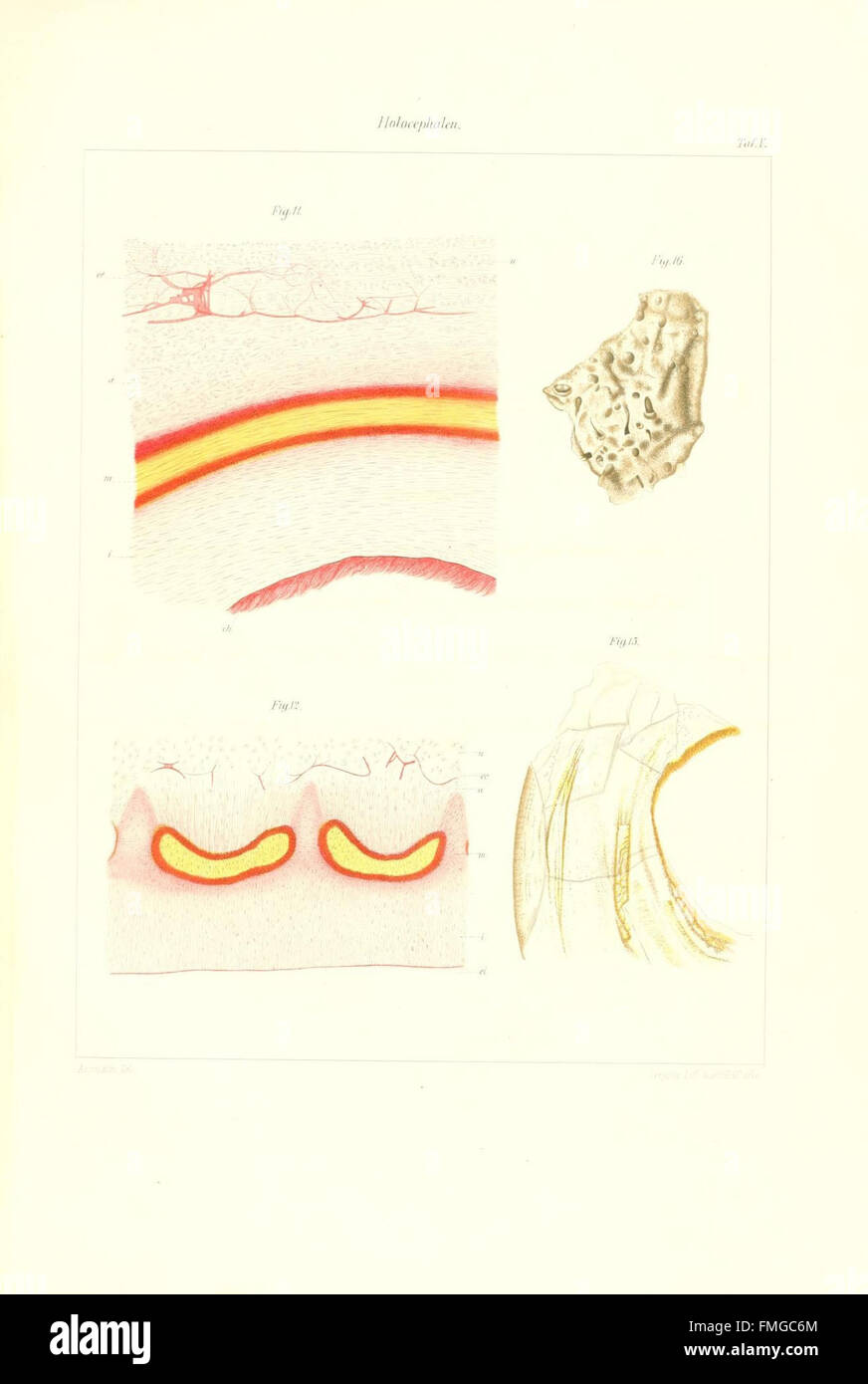 This plate from 'Das natürliche System der Elasmobranchier' shows the ...