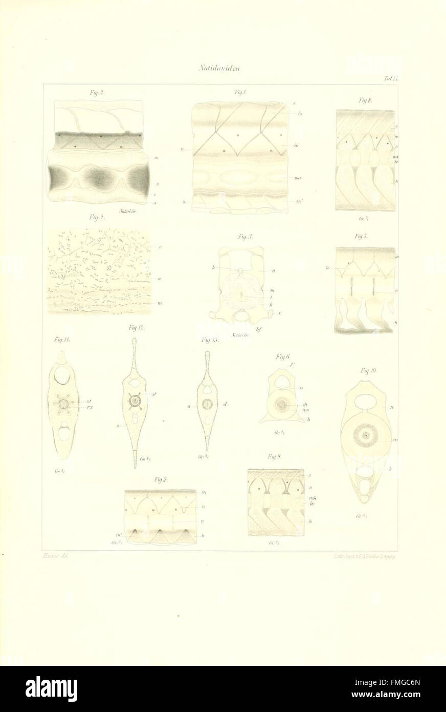 *Das natürliche System der Elasmobranchier* (Plate VI) focuses on the ...