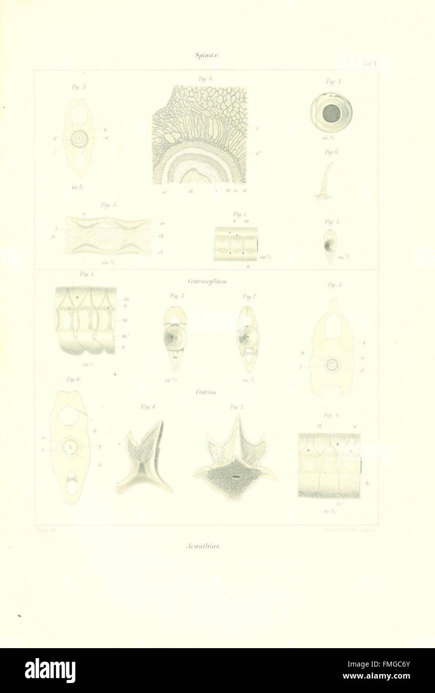 Plate X from 'Das natürliche System der Elasmobranchier' examines the ...