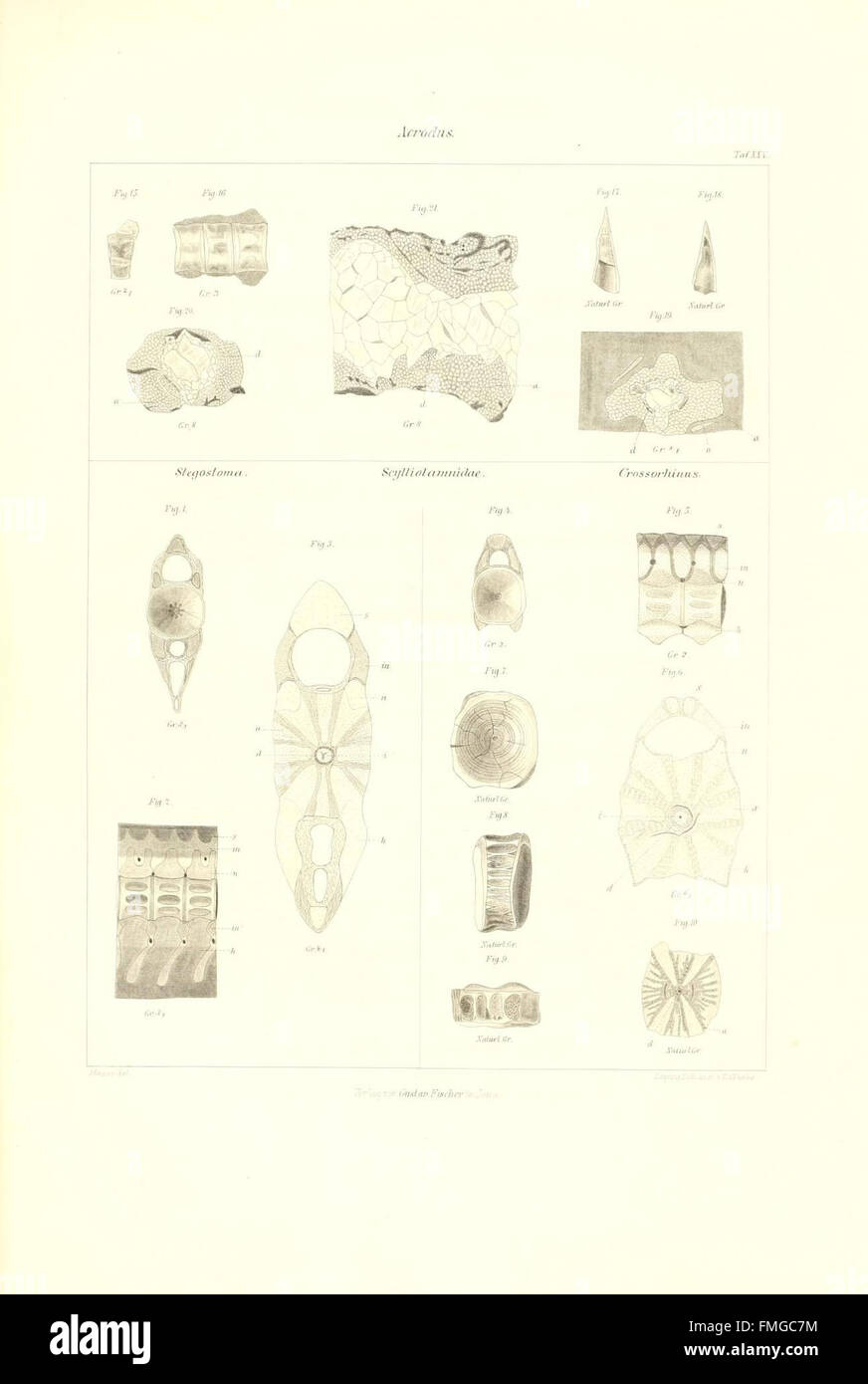 Vertebral column fish hi-res stock photography and images - Alamy