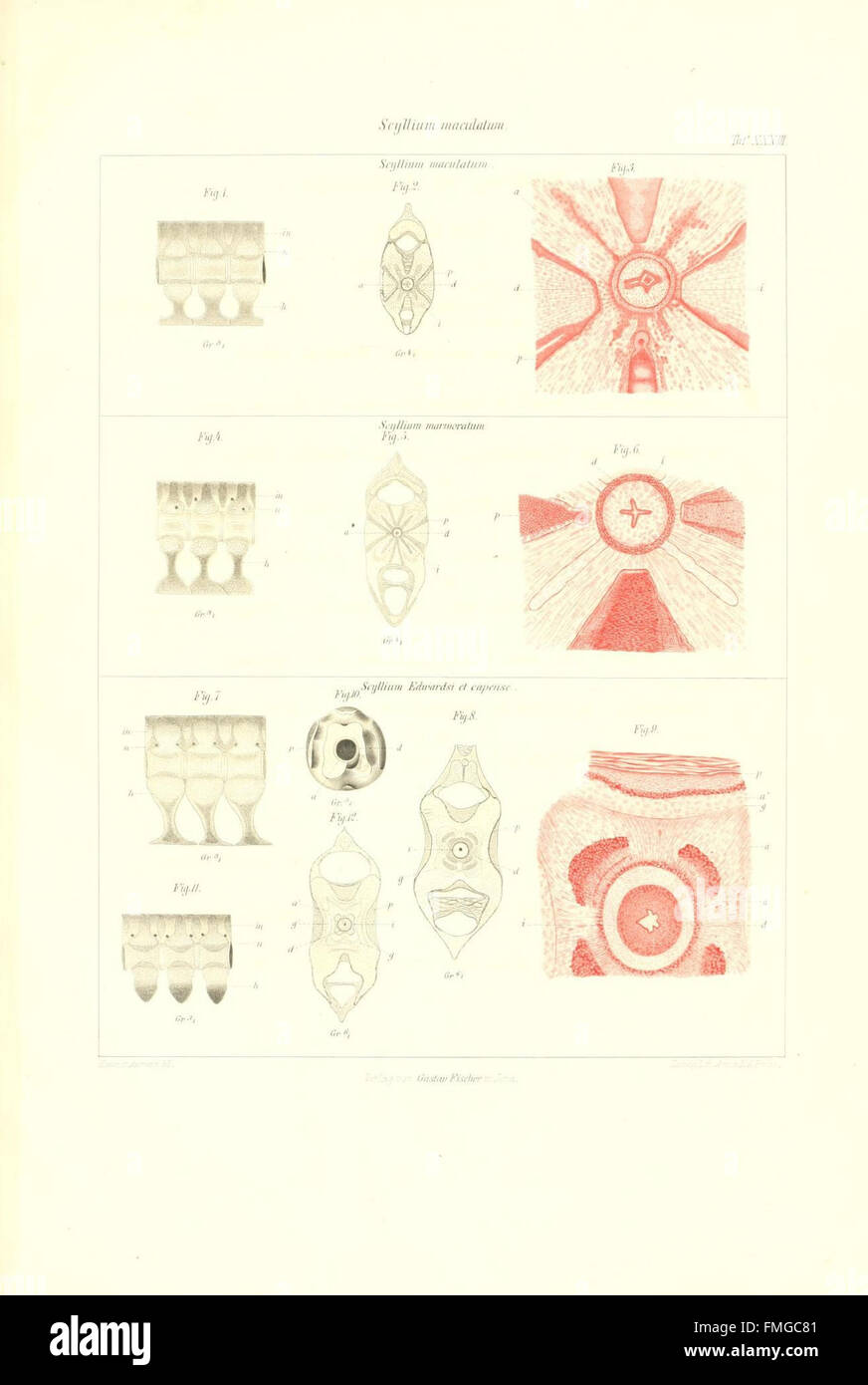 Vertebral column fish hi-res stock photography and images - Alamy
