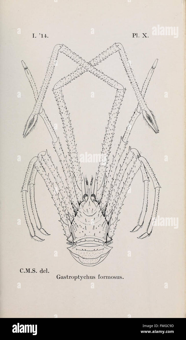 Depictions of various marine organisms hi-res stock photography and ...
