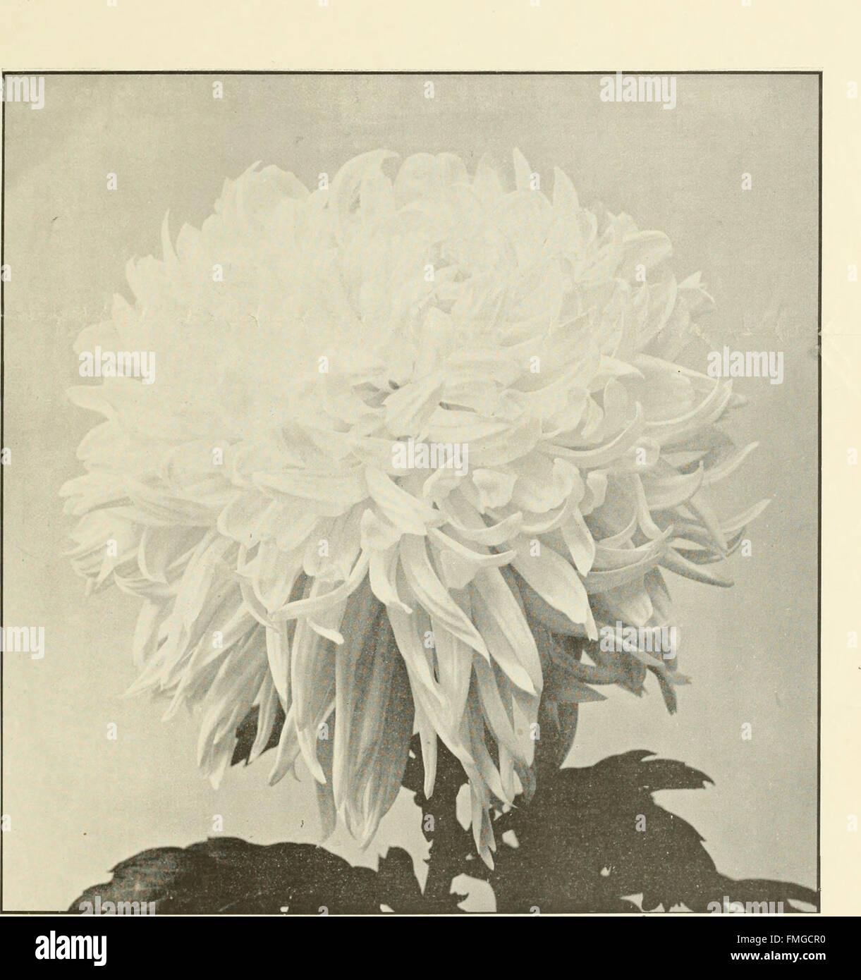 The 'Descriptive Catalogue of New and Rare Plants' (1891) presents ...