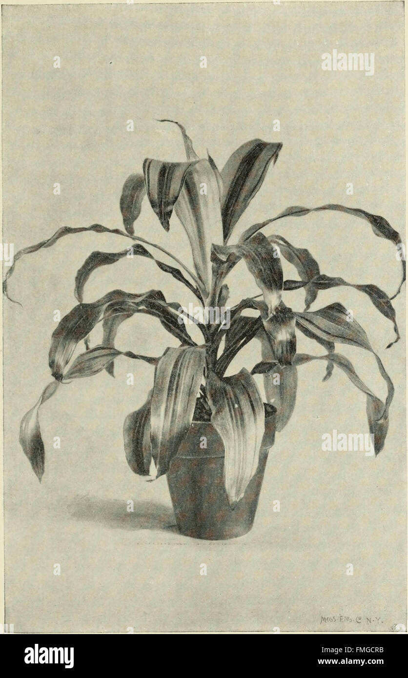 The Descriptive Catalogue of New and Rare Plants (1891) provides ...