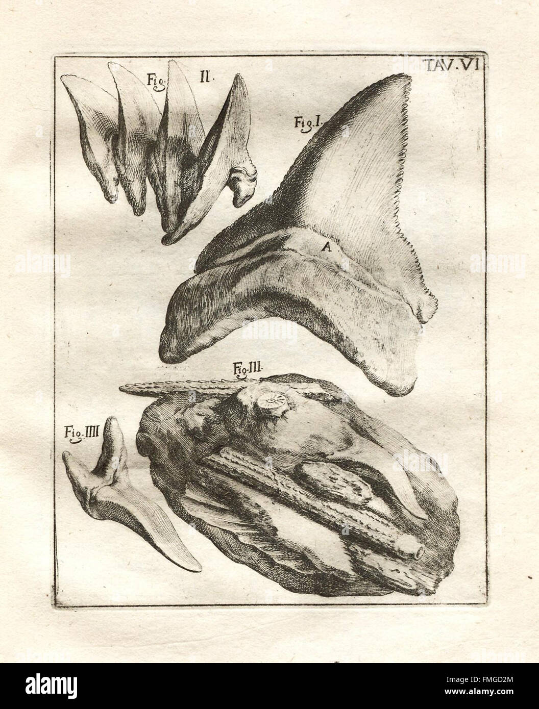 Marine fossils hi-res stock photography and images - Alamy