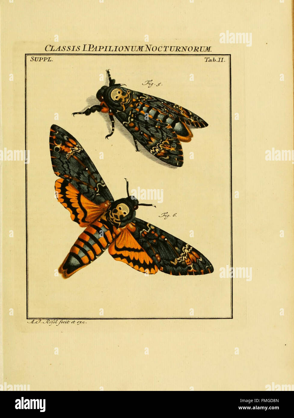 Tab. II from 'De Natuurlyke Historie der Insecten' presents detailed ...