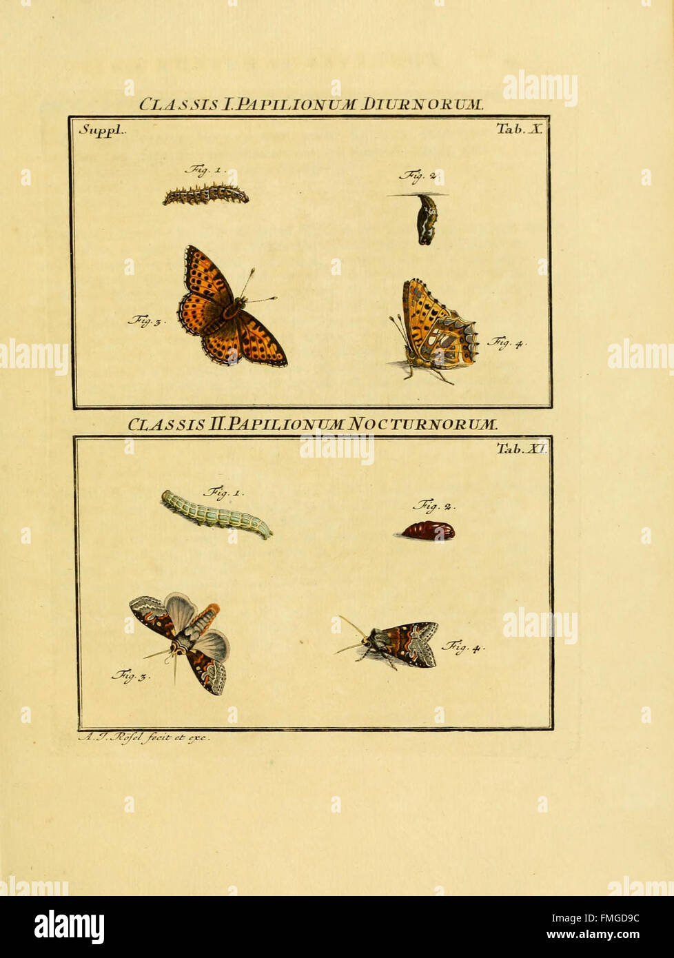 Insect natural history hi-res stock photography and images - Alamy