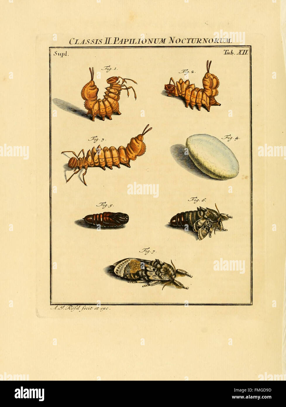 Tab. XII in De natuurlyke historie der insecten presents a ...