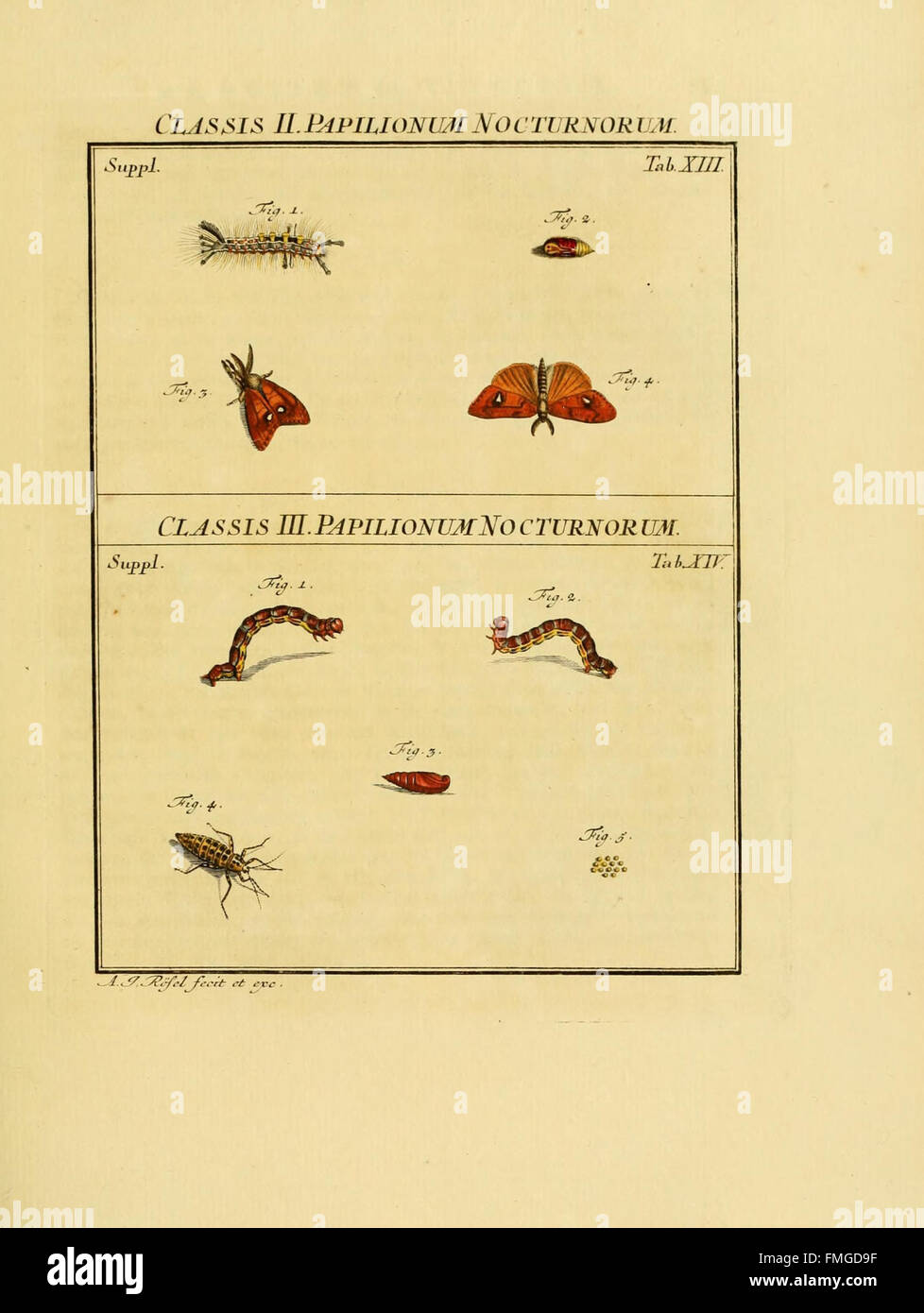 Tabs XIII-XIV from 'De Natuurlyke Historie der Insecten' depict various ...