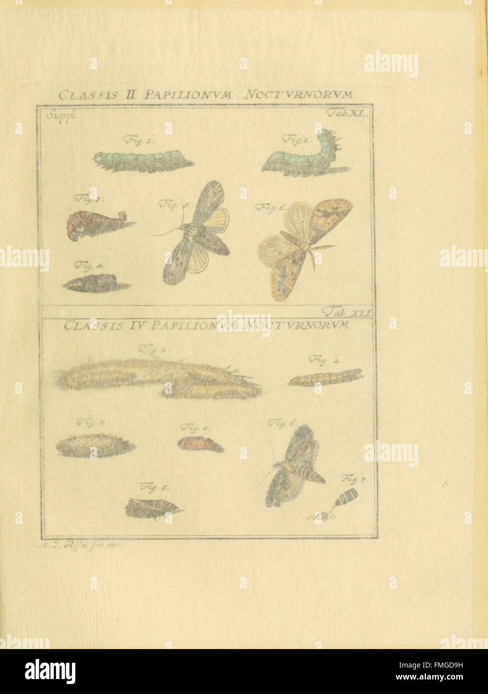 Tab. XL-XLI from *De Natuurlyke Historie der Insecten* features ...