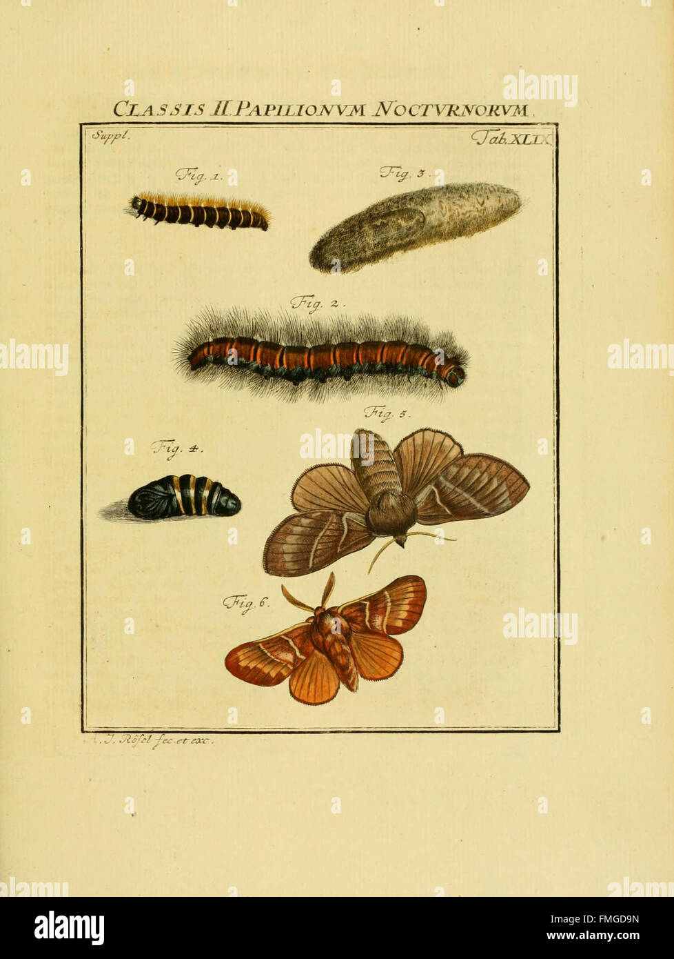 'De Natuurlyke Historie der Insecten' (Natural History of Insects) Tab ...