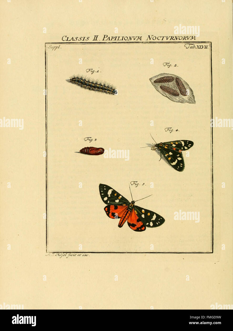Various insect anatomical structures hi-res stock photography and ...