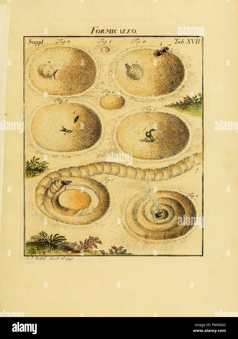 This Dutch work on the natural history of insects provides an in-depth ...