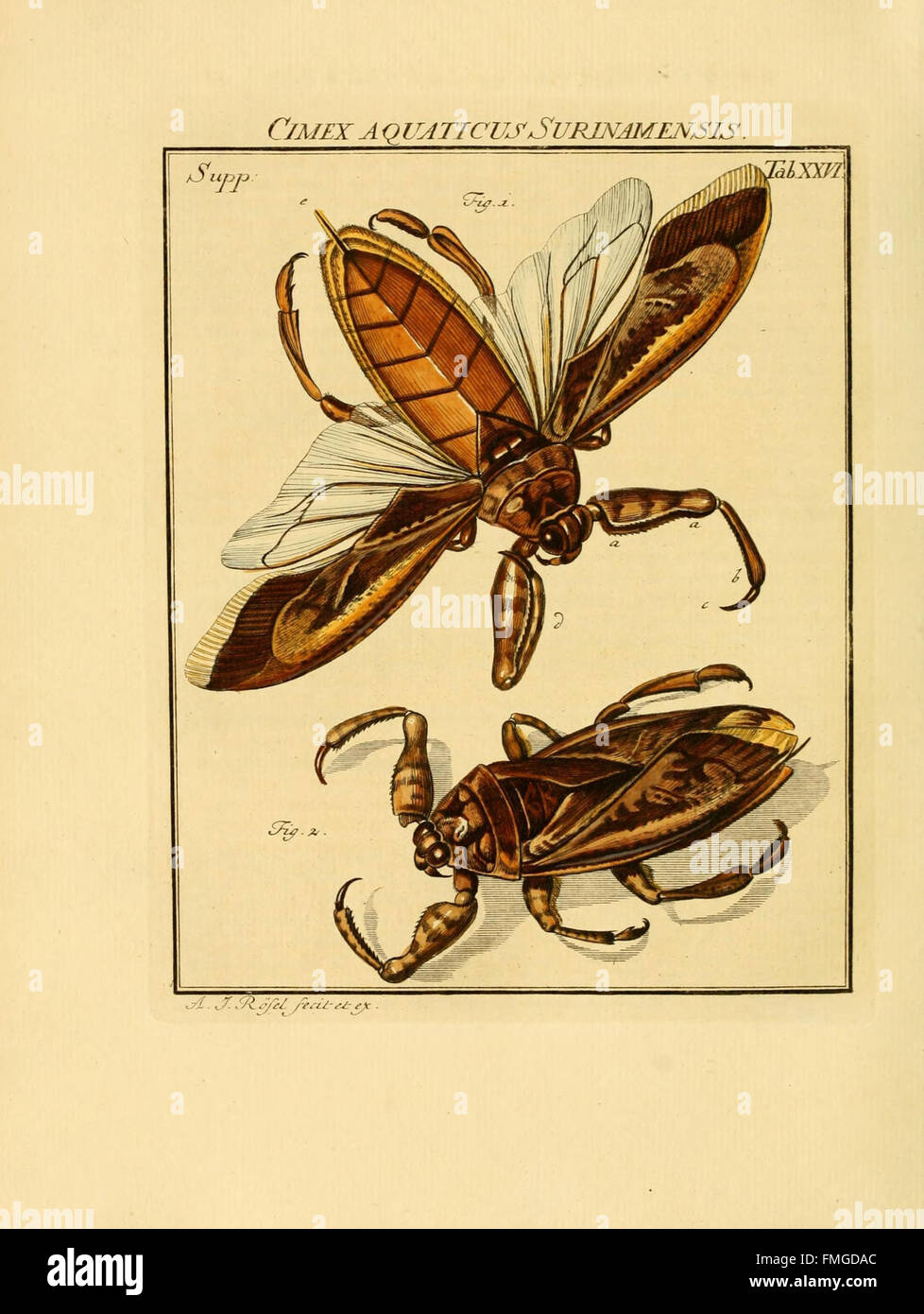 This plate from 'De Natuurlyke Historie der Insecten' (The Natural ...