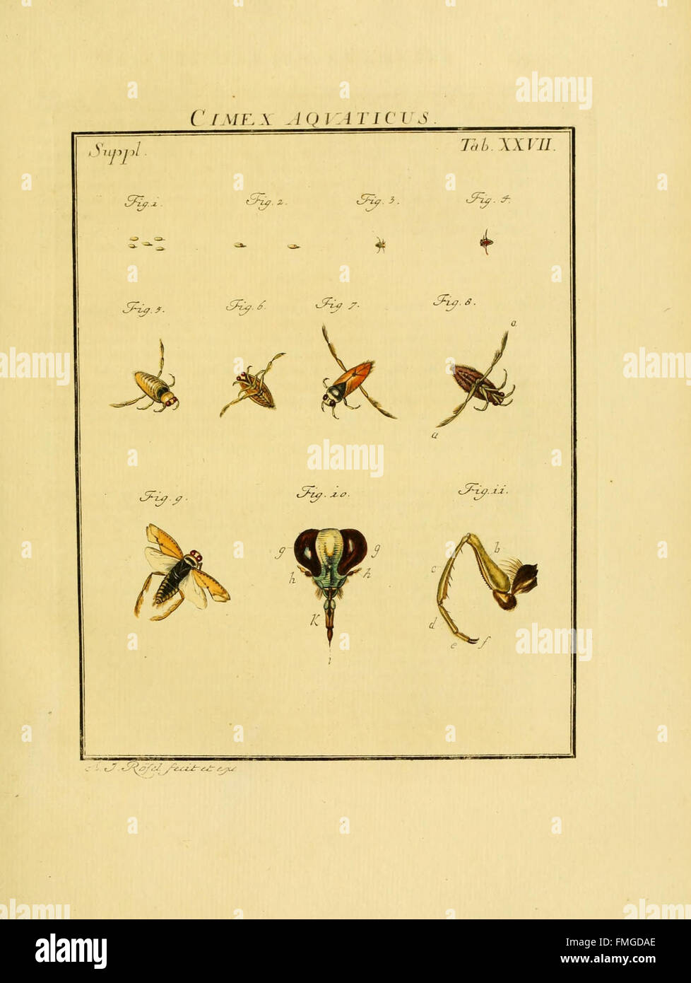 'De natuurlyke historie der insecten' (Tab. XXVII) is a detailed study ...