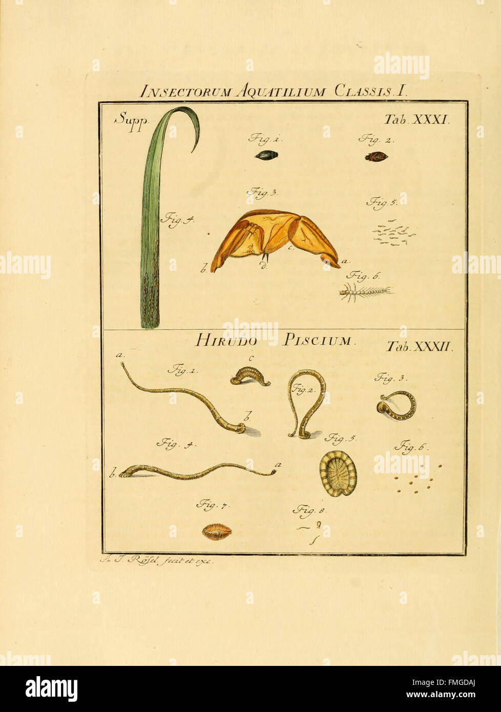 Tabs XXXI-XXXII from 'De natuurlyke historie der insecten' (The Natural ...