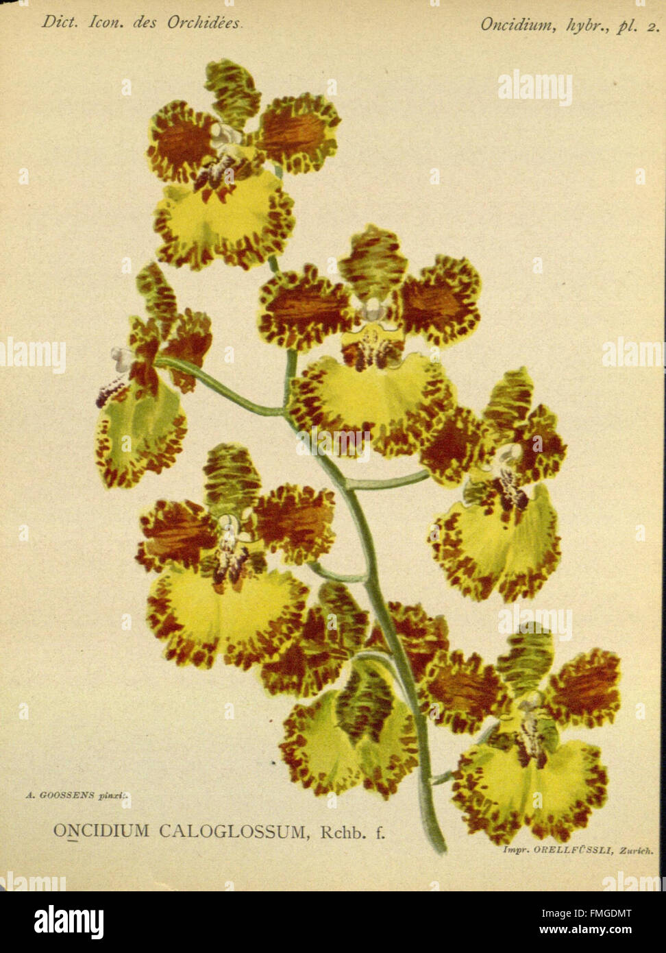 This plate from the 'Dictionnaire iconographique des orchidees ...