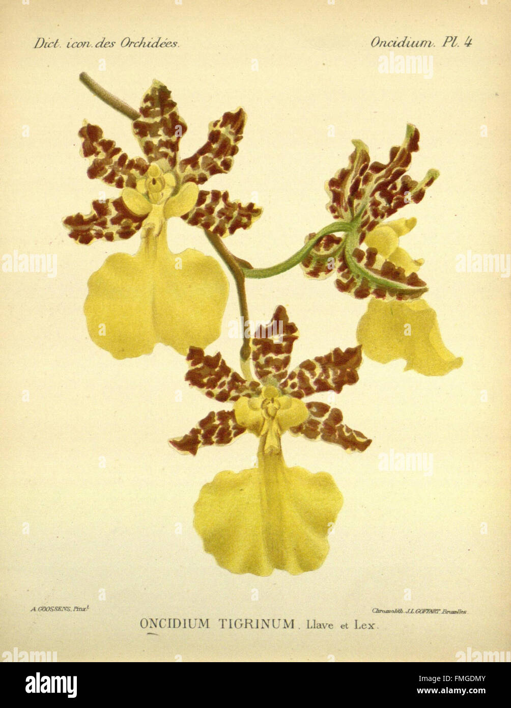 An illustrated dictionary of orchids, this plate (Pl. 4) provides ...