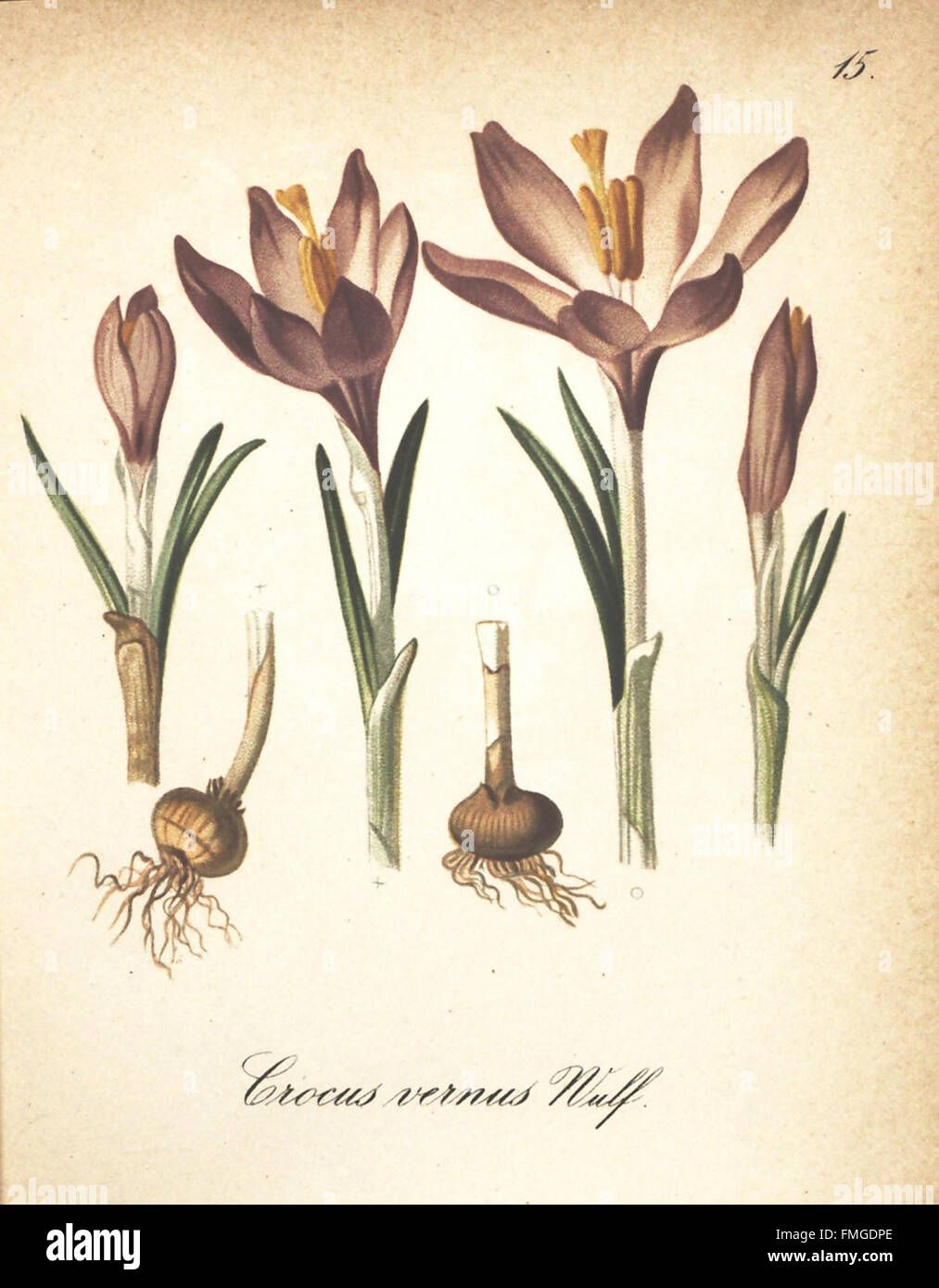 An illustration from 'Die Alpenpflanzen,' showing alpine plant species ...